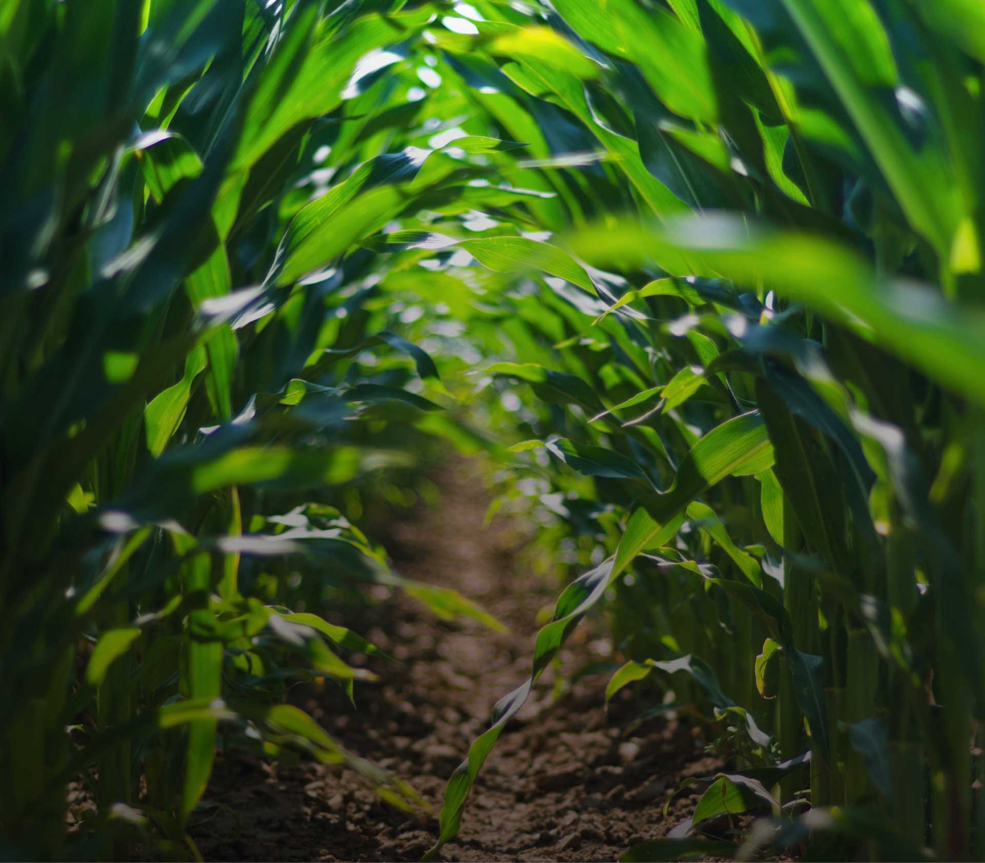 Products - Axis Seed Direct